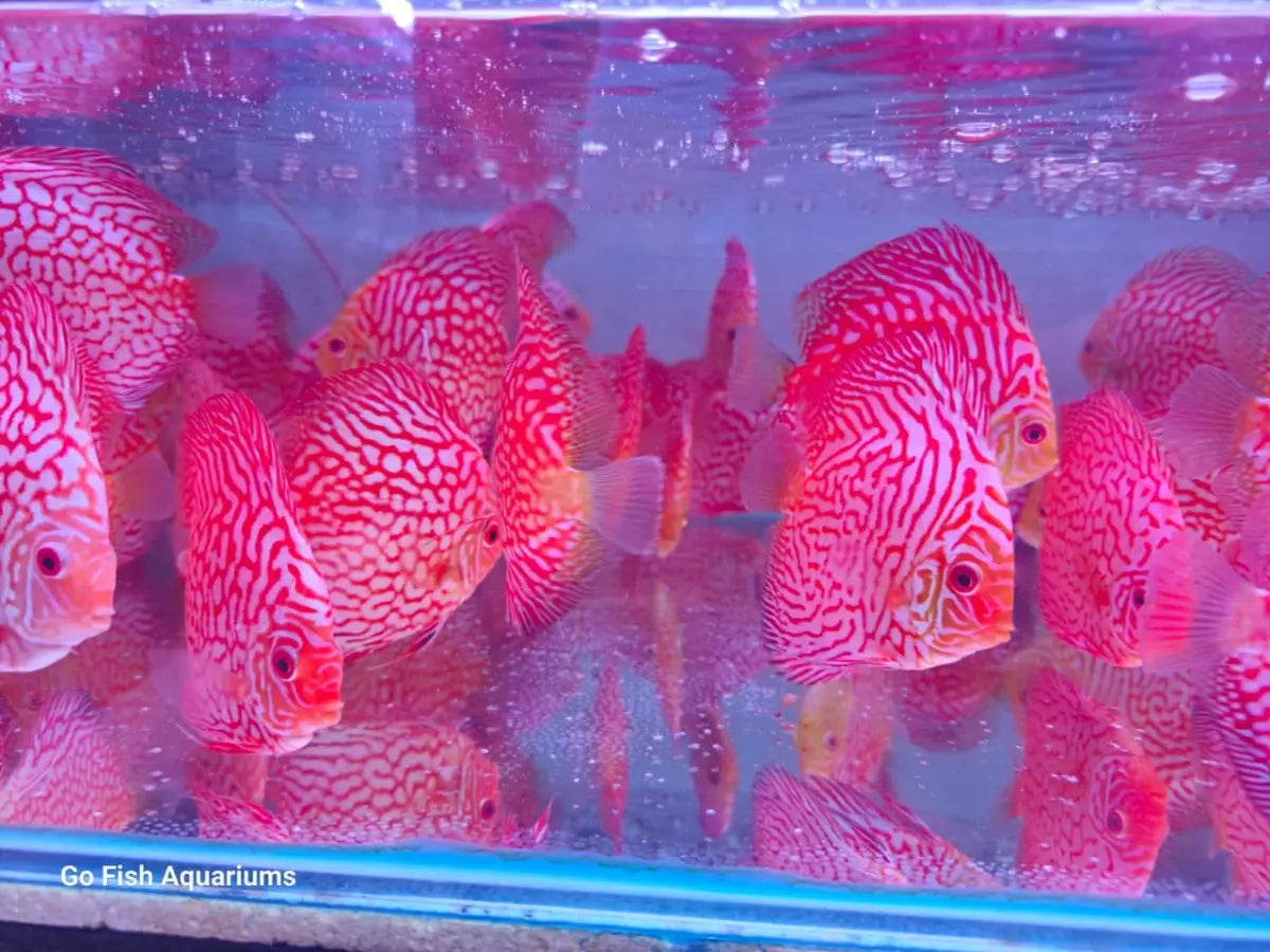 Blue Diamond Discus - Discus Collection – Go Fish Aquariums