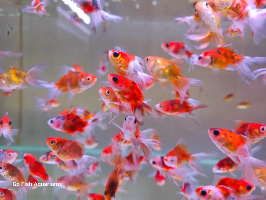 Goldfish Collection – Go Fish Aquariums