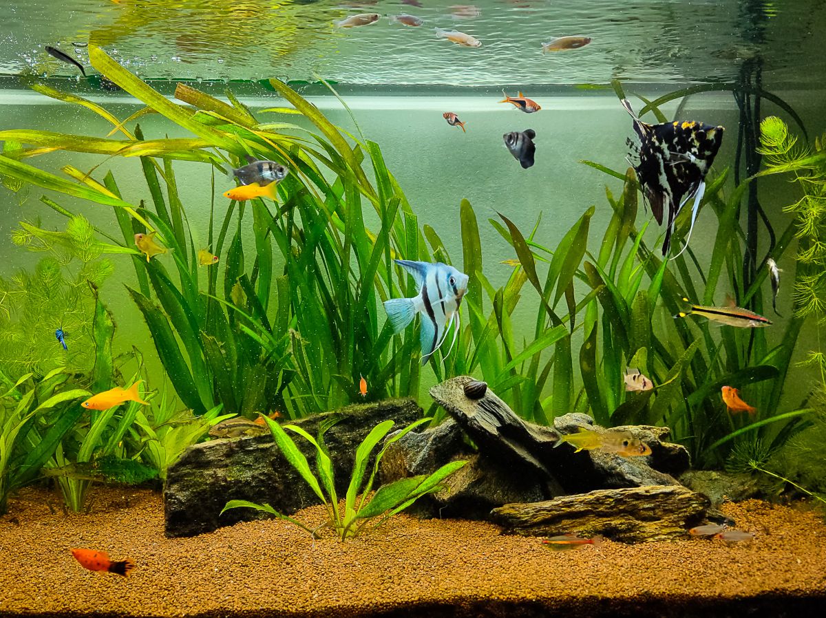 Holiday-Perfect Fish Sets – Go Fish Aquariums