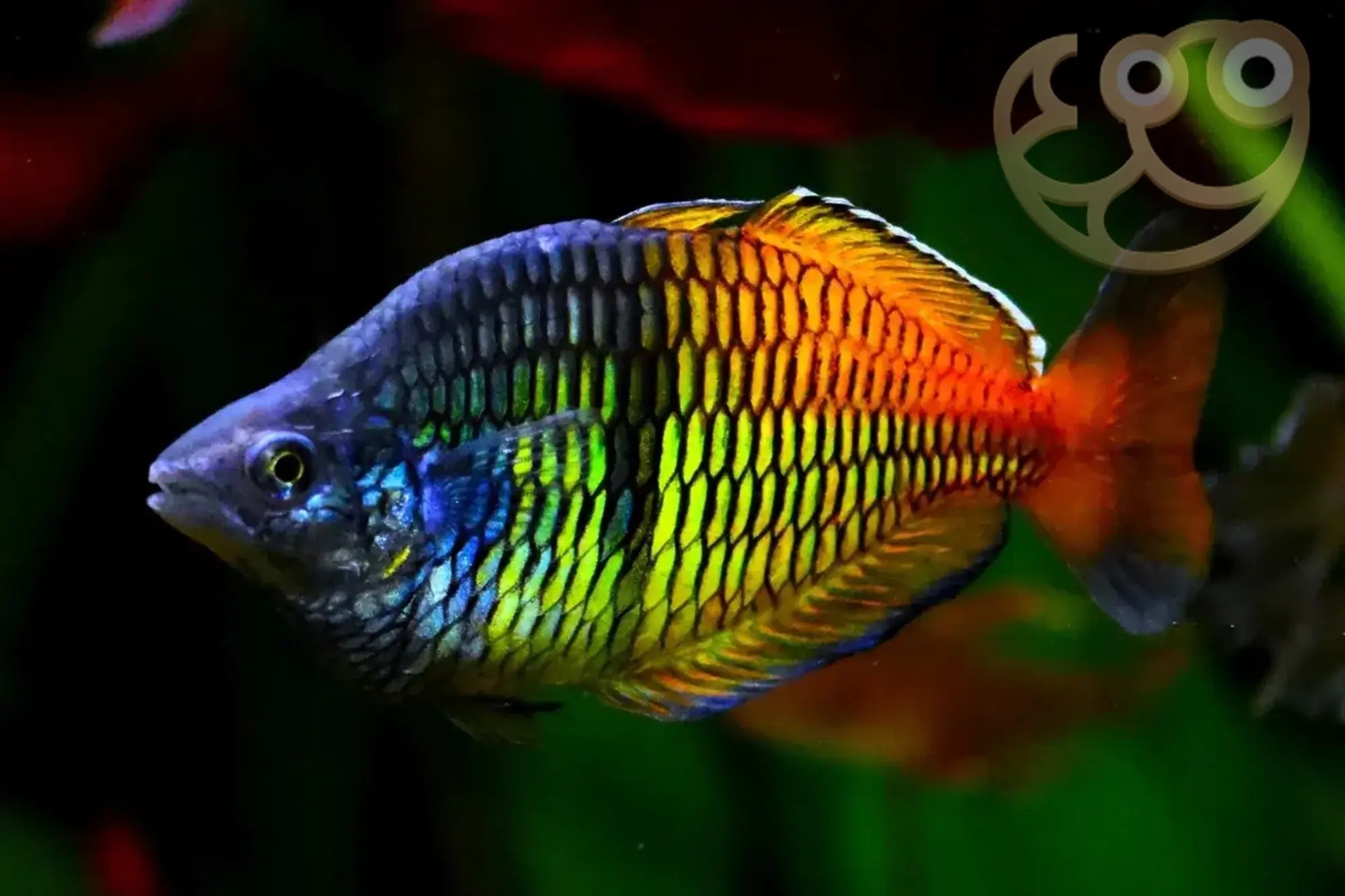 Best Rainbow Fish – Go Fish Aquariums