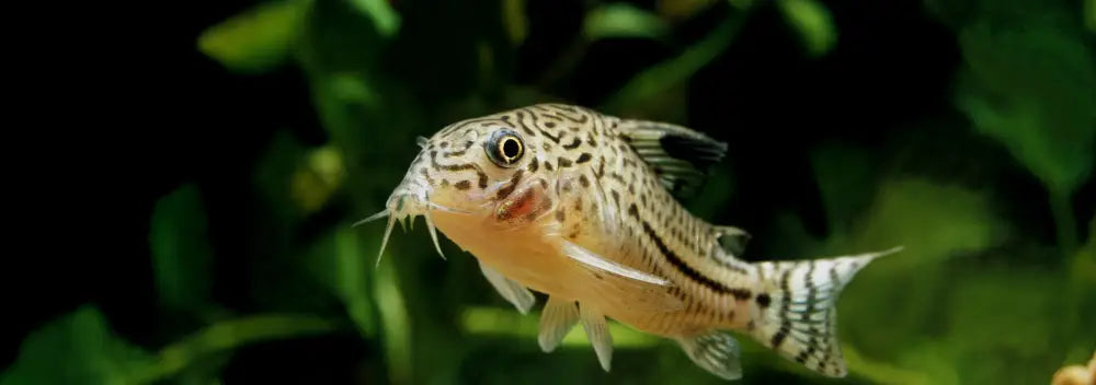 Corydoras Fish – Go Fish Aquariums