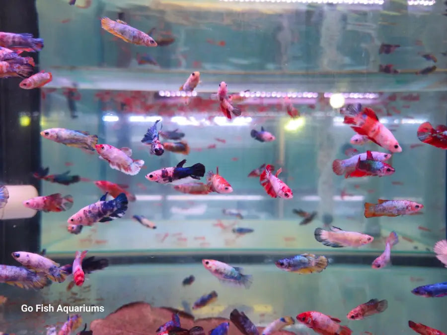 Tropical Collection of Fish – Go Fish Aquariums