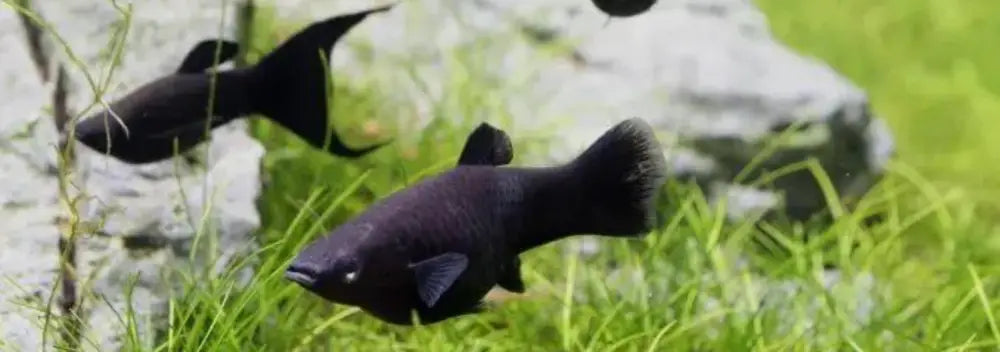 Balloon Molly Fish - Molly – Go Fish Aquariums