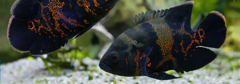 Oscar - Fighting Fish – Go Fish Aquariums