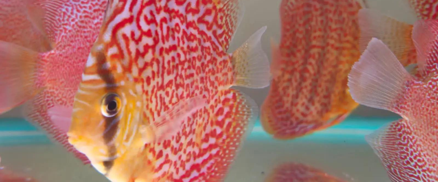 Red Melon Discus - Premium Discus – Go Fish Aquariums