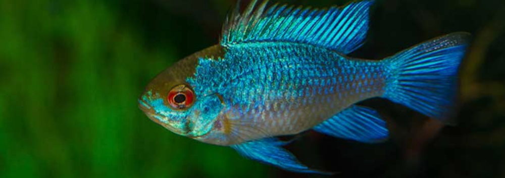 German Blue Ram - Rams – Go Fish Aquariums