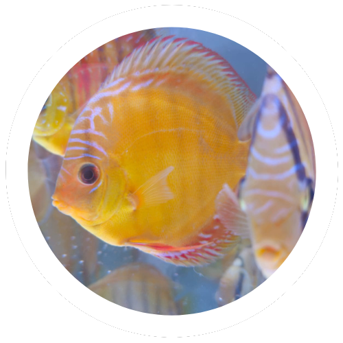 Live Aquarium Fish - Aquarium Store – Go Fish Aquariums