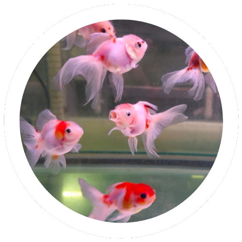 Live Aquarium Fish - Aquarium Store – Go Fish Aquariums