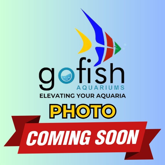 Assorted Swords – Go Fish Aquariums