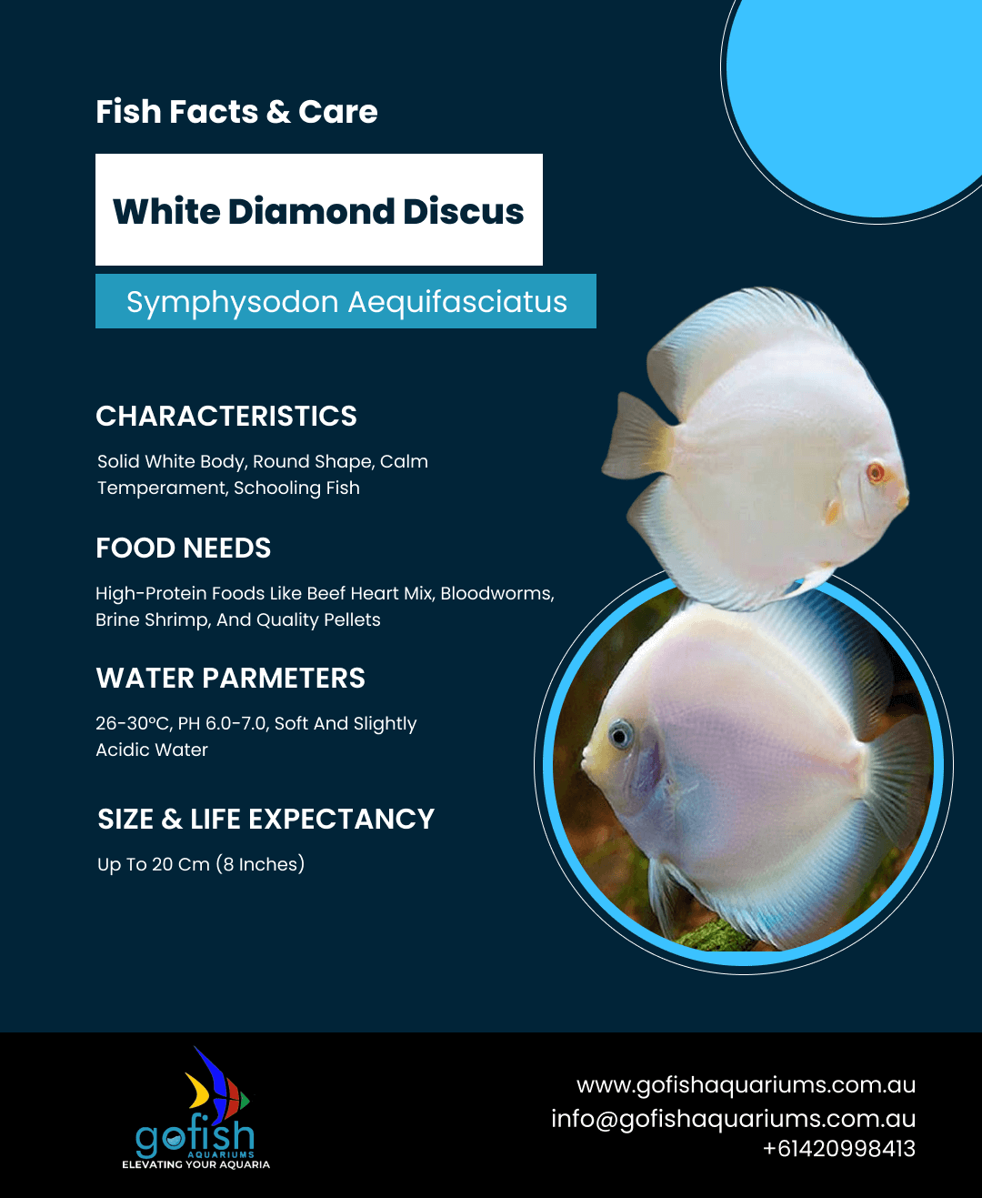 White Diamond Discus – Go Fish Aquariums