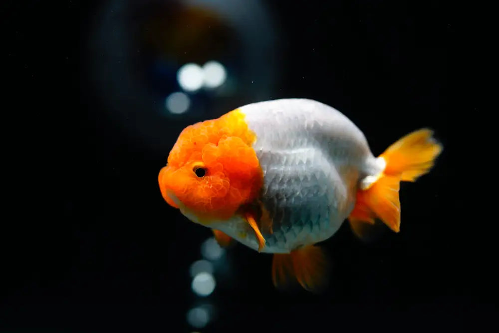 Ranchu Red/White – Go Fish Aquariums