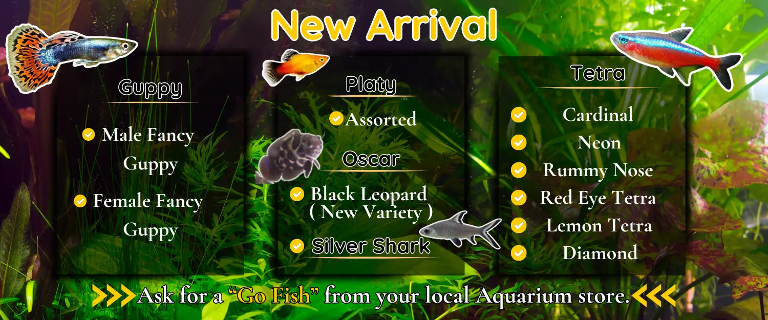 Live Aquarium Fish - Aquarium Store – Go Fish Aquariums