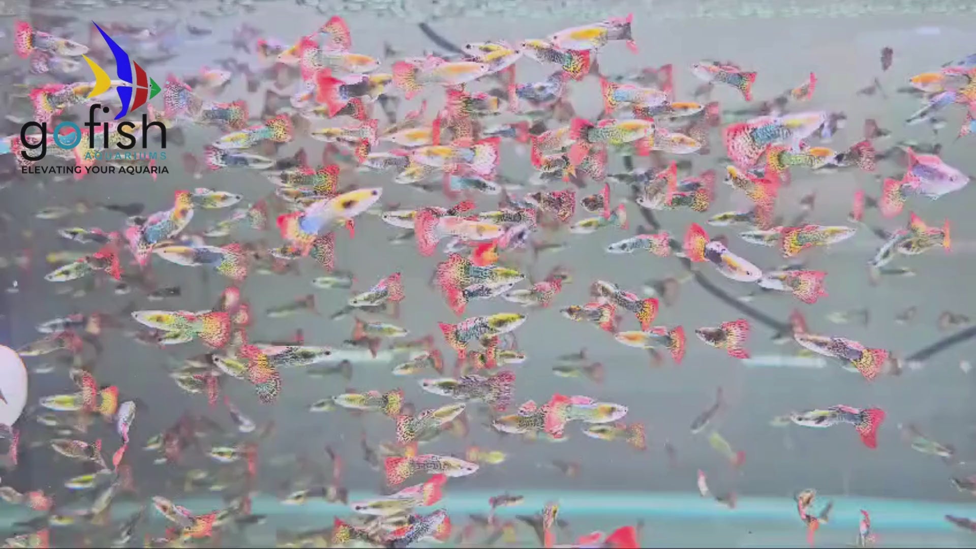 Red Dragon Tail – Go Fish Aquariums