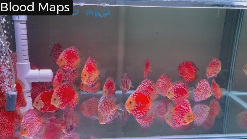 Blood Maps – Go Fish Aquariums