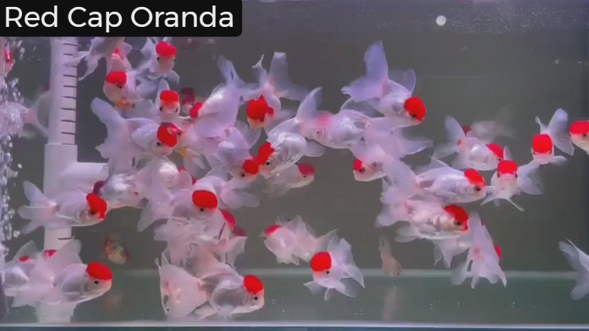 Red Cap Oranda – Go Fish Aquariums