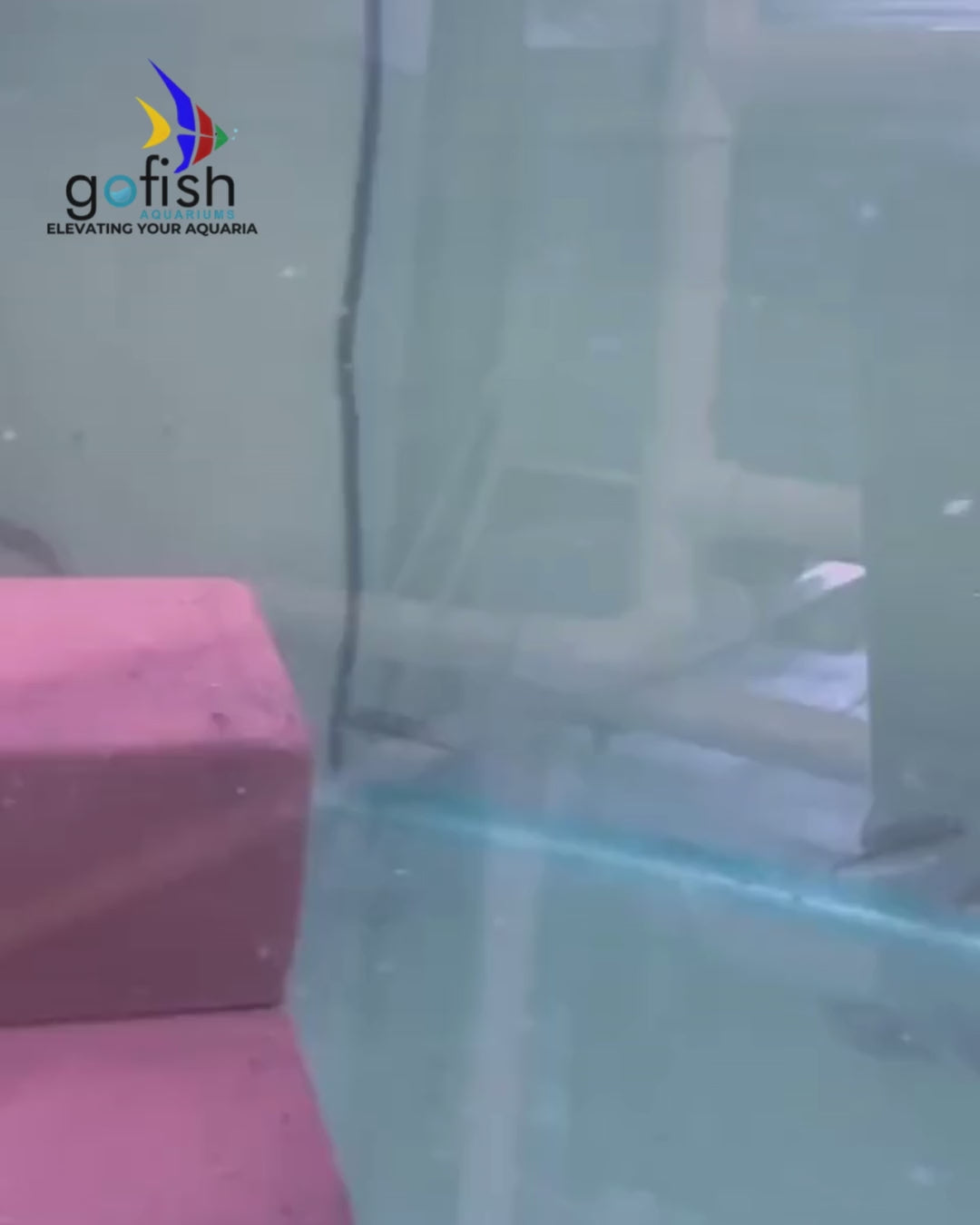 Vieja Red Available – Go Fish Aquariums