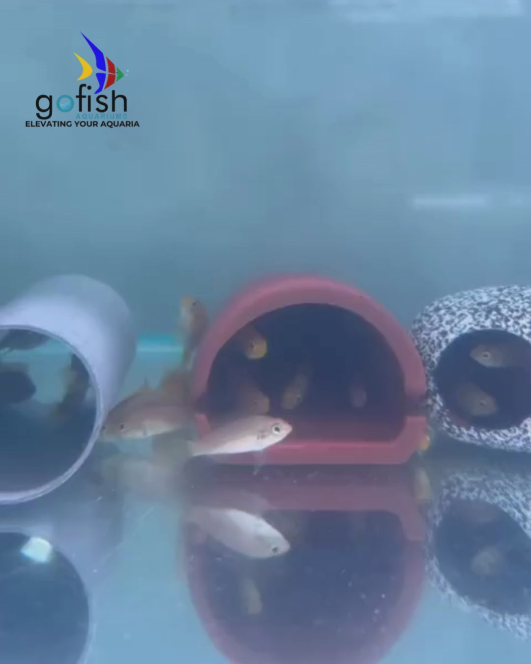 Fire Red Agassizi – Go Fish Aquariums