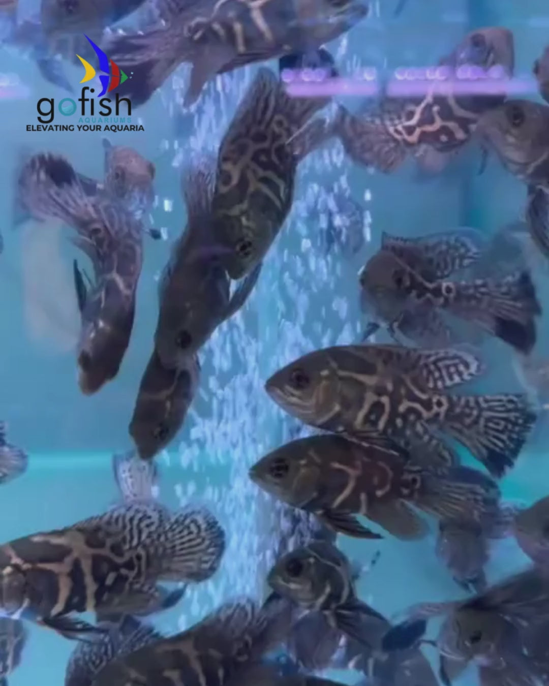 Black Tiger Oscar Long Tail – Go Fish Aquariums