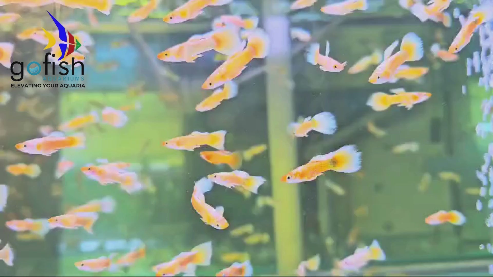 24K Gold - Guppy Fish – Go Fish Aquariums