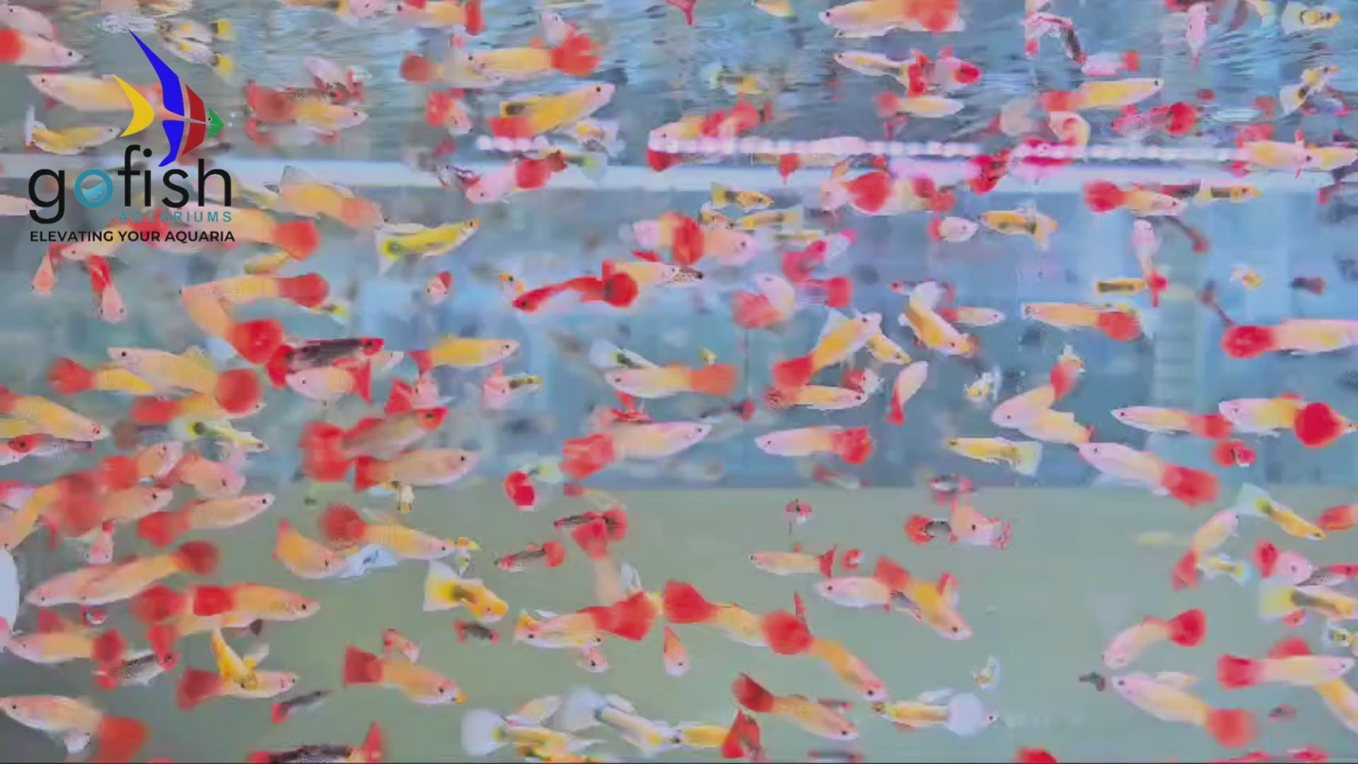 Male Fancy Assorted Guppy – Go Fish Aquariums