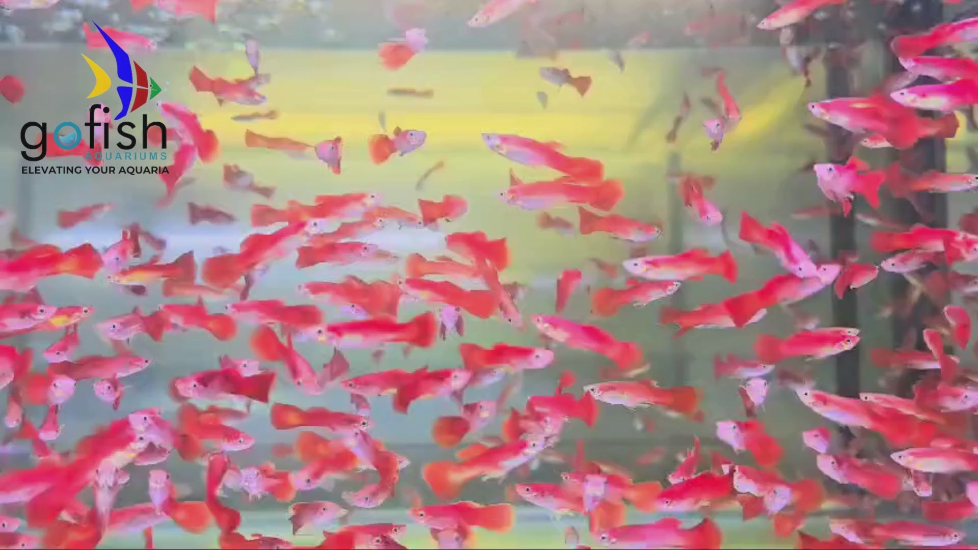 Reb Blonde – Go Fish Aquariums