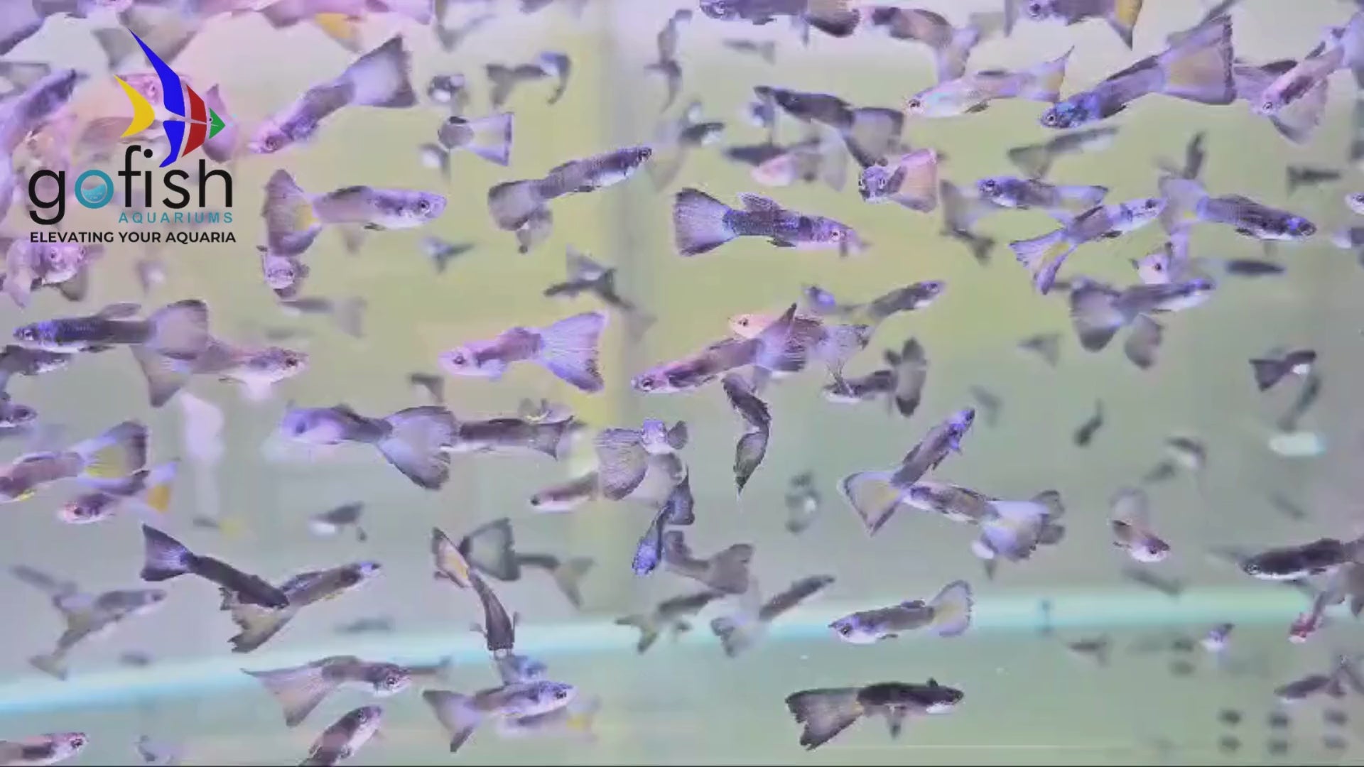 Green Moscow – Go Fish Aquariums