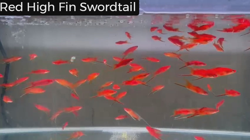 Red High Fin Sword – Go Fish Aquariums
