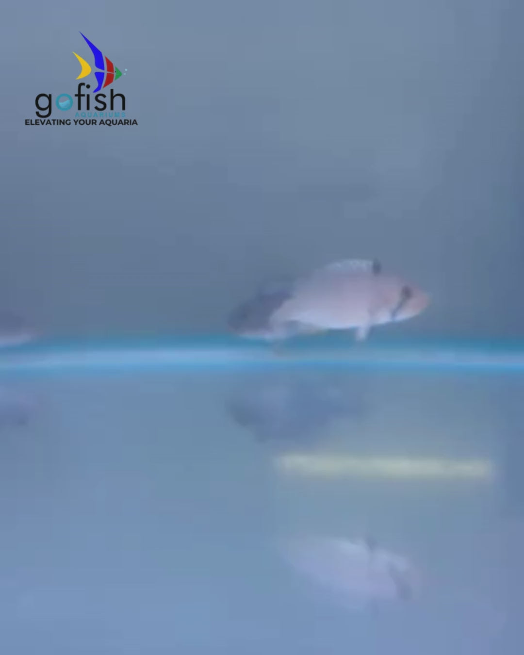 Panduro – Go Fish Aquariums