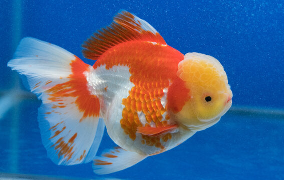 Oranda Goldfish – Go Fish Aquariums