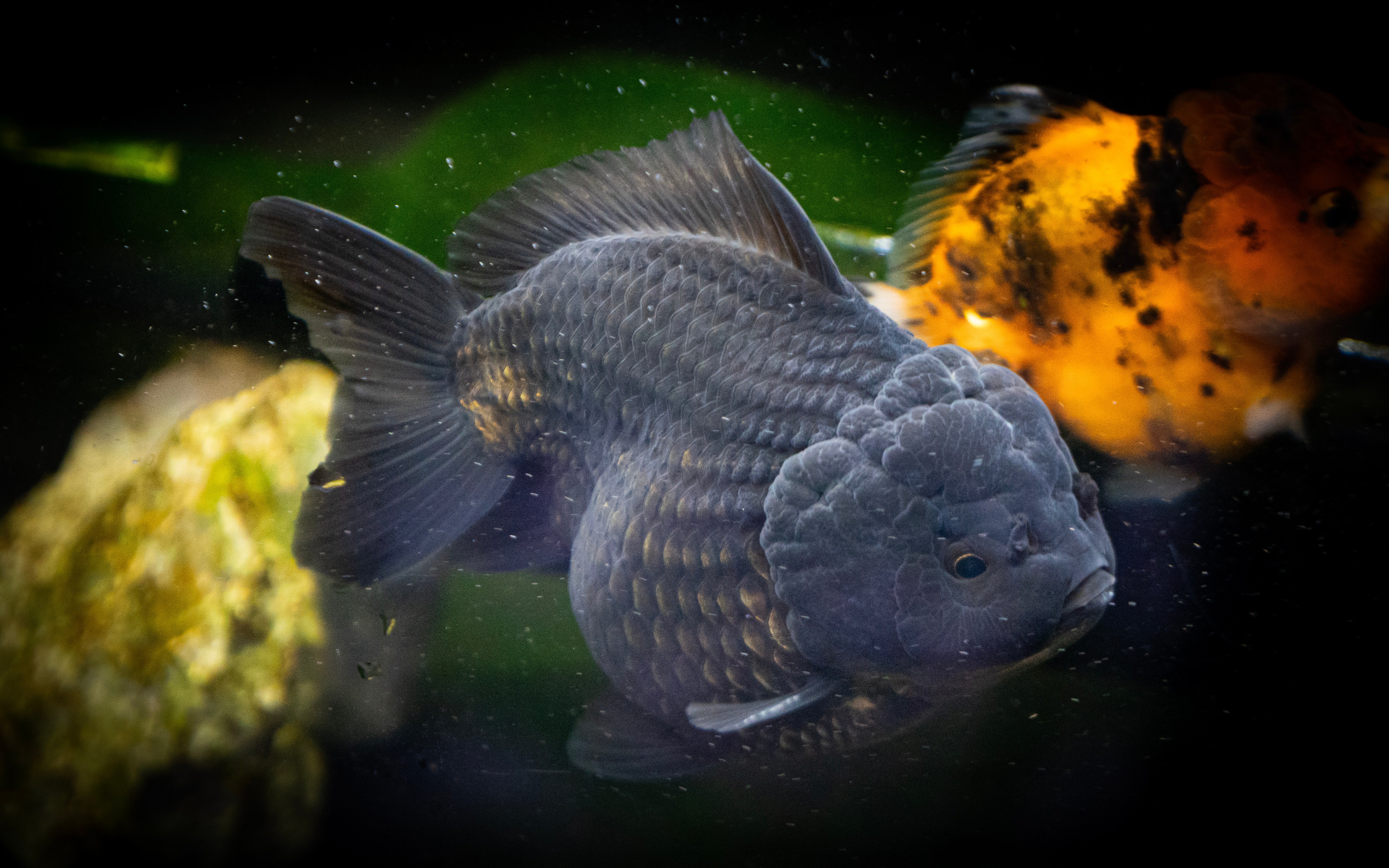 Ryukin Fish – Go Fish Aquariums